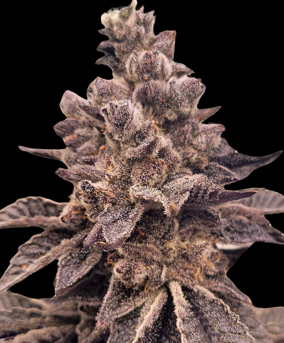 Gorilla Apple Candy - Seed Pack - Atlas Seed
