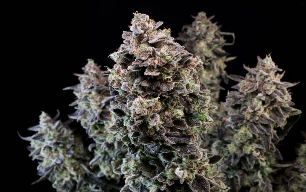 Mendo Star Auto | Autoflower Fem | Atlas R&D Line | 5 pack • Atlas Seed